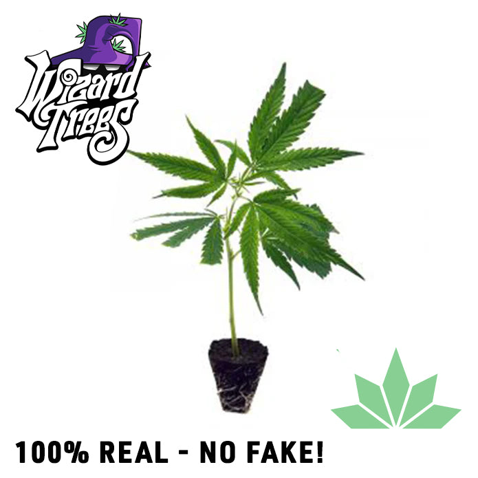 WIZARD TREES – 11:11 x ZANGRIA - Steckling – Bonorum CBD