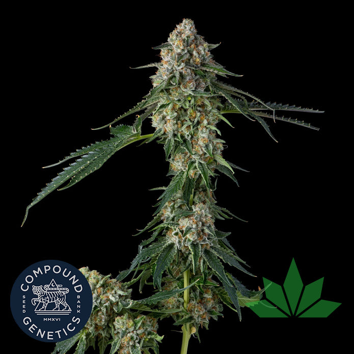 Compound Genetics - HONEYCOMB PAVÉ - Feminized - 3 Stk. – Bonorum CBD