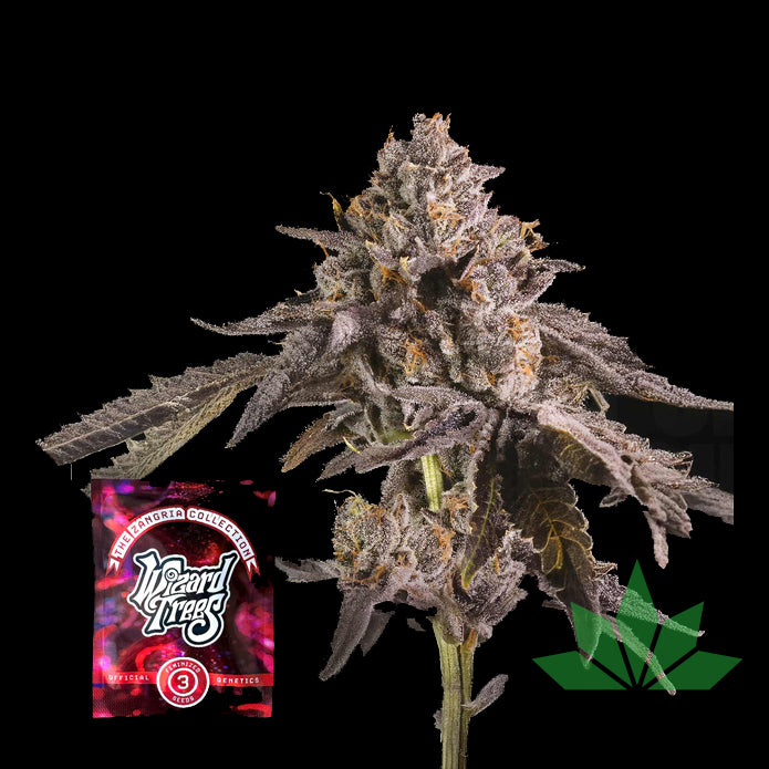 Wizard Trees - Happy Hour Femi. 3.Stk – Bonorum CBD