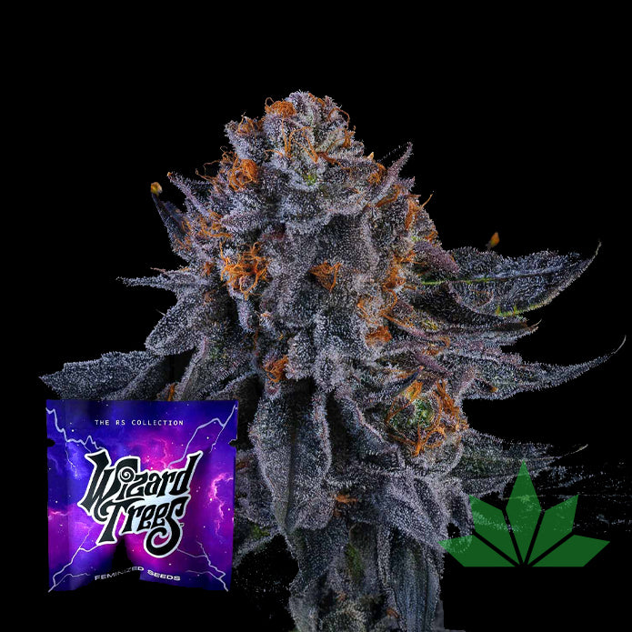 Wizard Trees - Wizard Fuel Femi. 3.Stk – Bonorum CBD